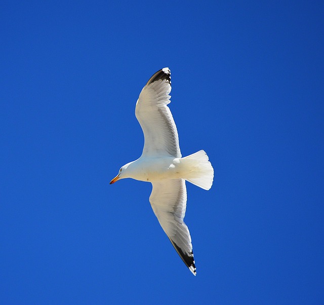 Mouette Vol Paradis - Photo gratuite sur Pixabay - Pixabay
