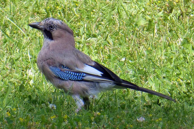 Jay Bird Forest - Free photo on Pixabay - Pixabay