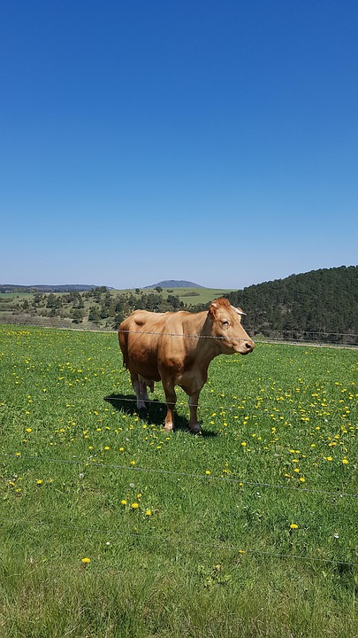 Vache Pâturage - Photo gratuite sur Pixabay - Pixabay