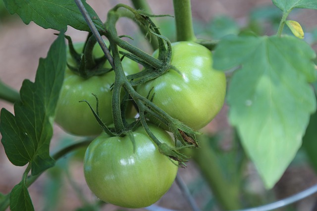 Vert Tomates Vertes - Photo gratuite sur Pixabay - Pixabay