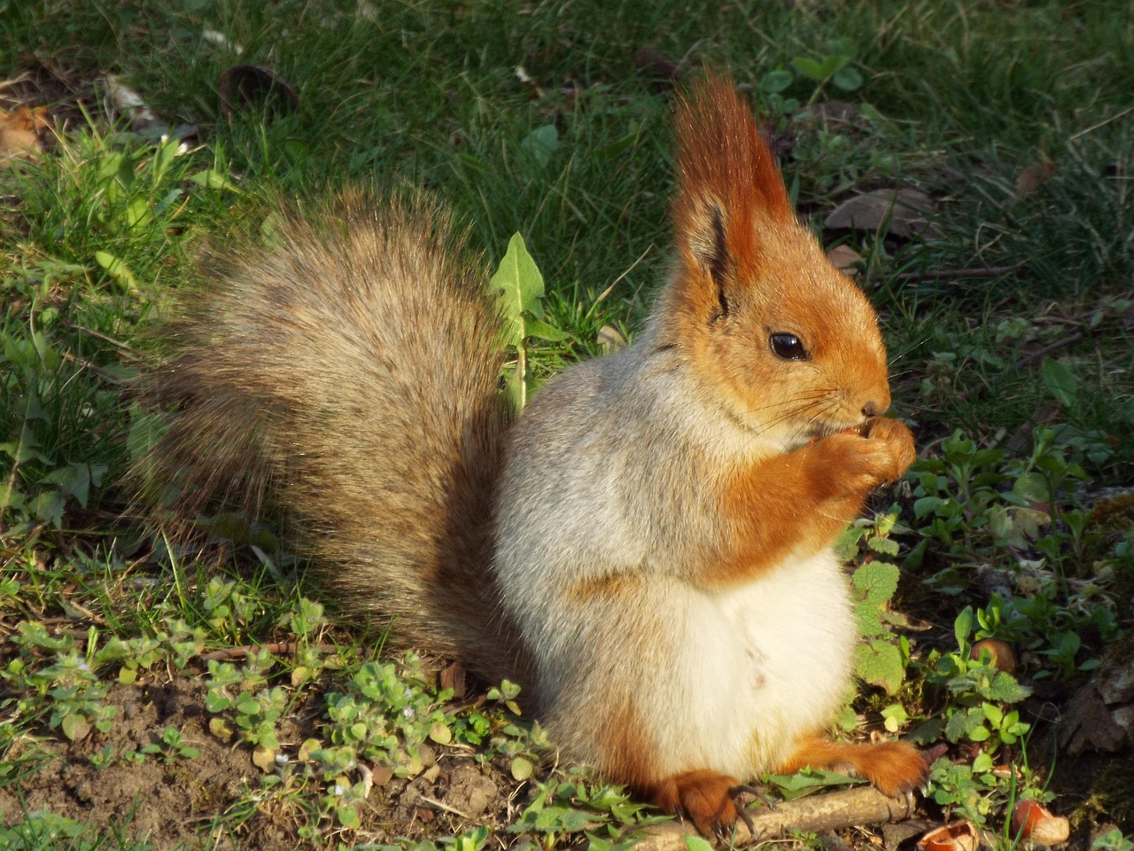 La Nature Animaux - Photo gratuite sur Pixabay - Pixabay