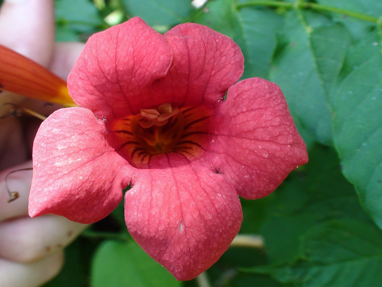 Común Missouri Flor Rosa - Foto gratis en Pixabay
