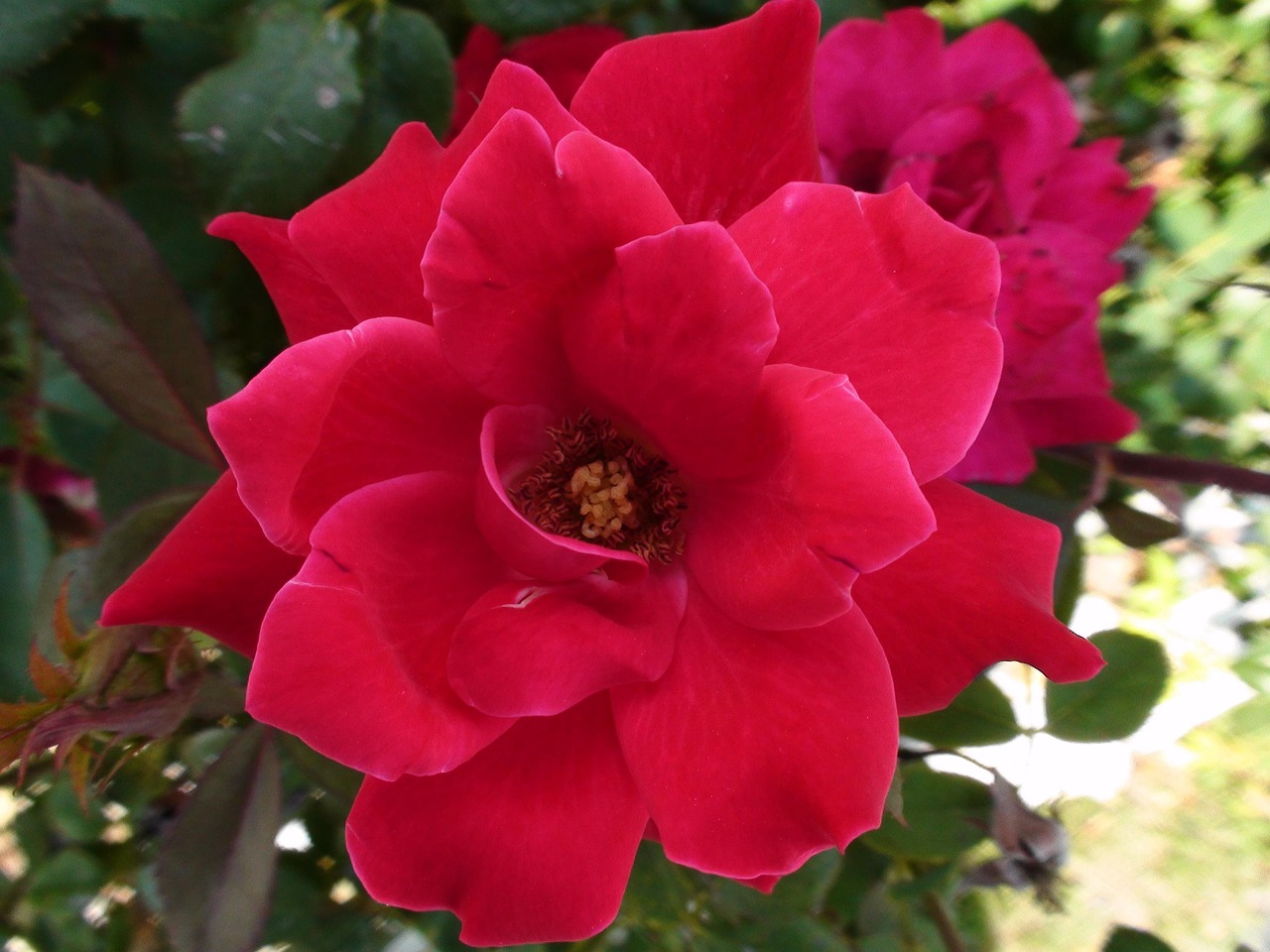 8+ Free Common Missouri Flower & Plant Images - Pixabay