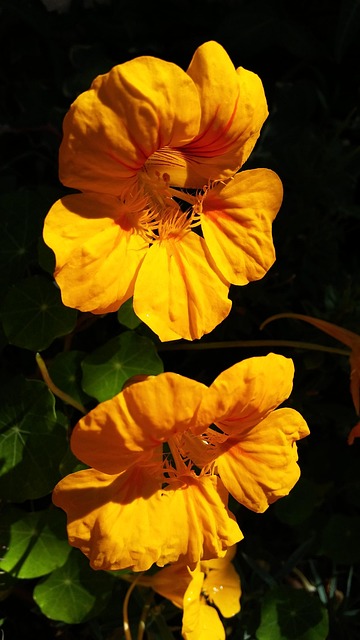 Fleur Jaune Capucine - Photo gratuite sur Pixabay