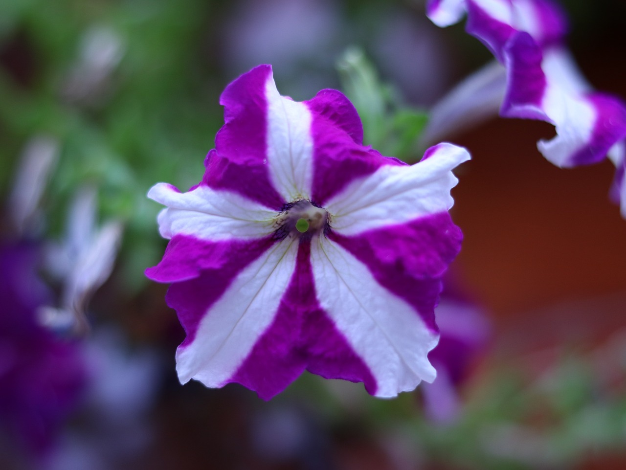 Bunga Petunia - Foto gratis di Pixabay - Pixabay