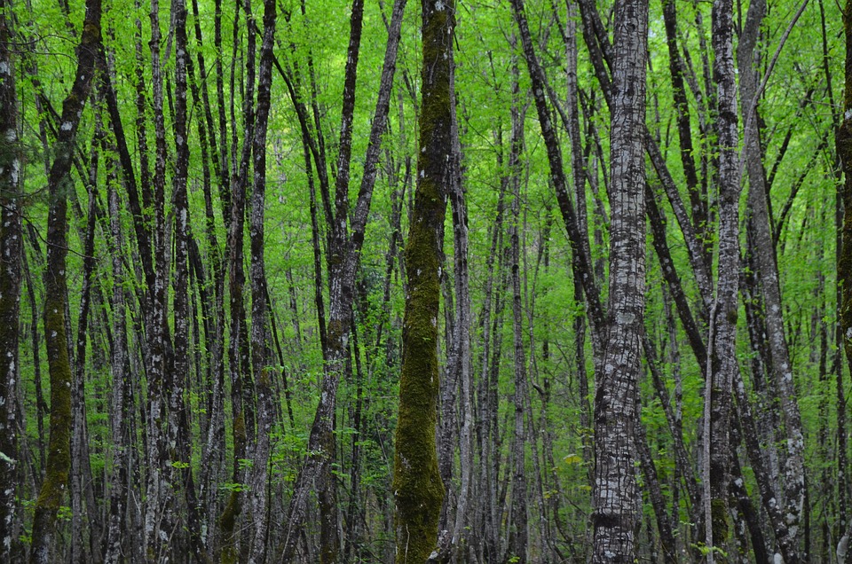Trunks Trees In The Wood - Free photo on Pixabay - Pixabay