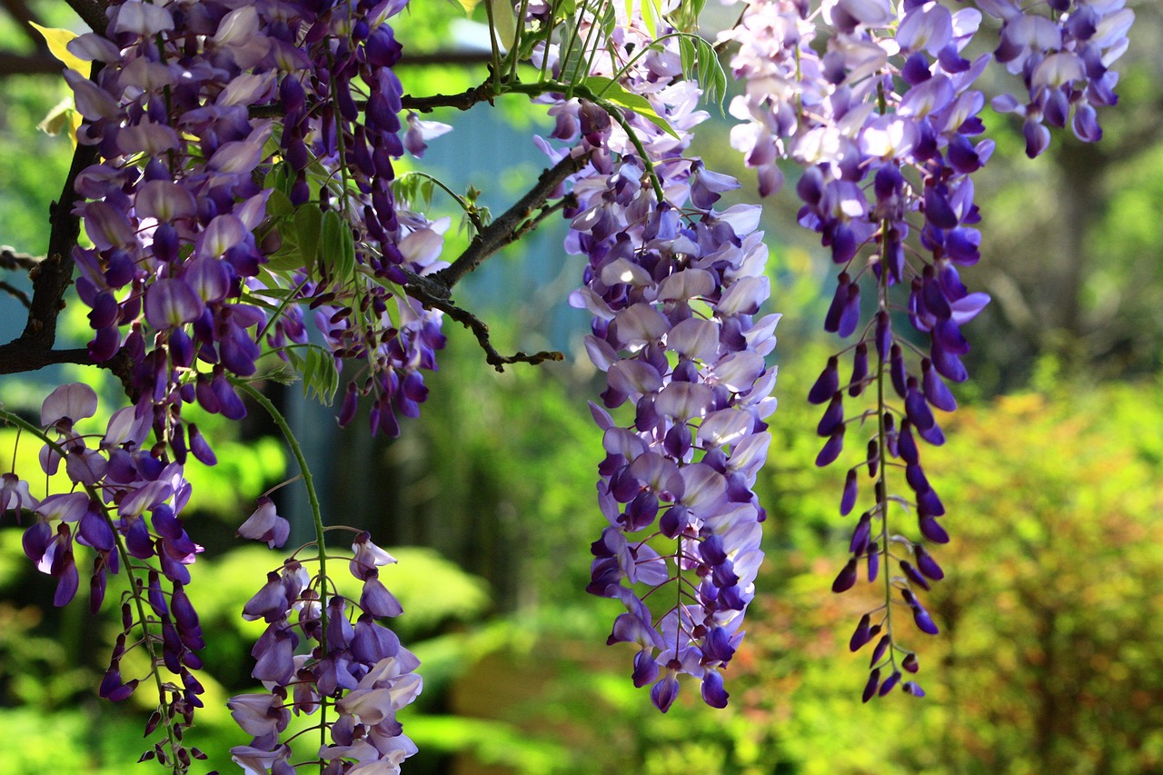Wisteria Flower String Summer Day - Free photo on Pixabay