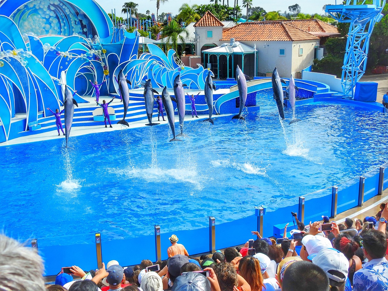 Sea World Dolphins Water - Free photo on Pixabay