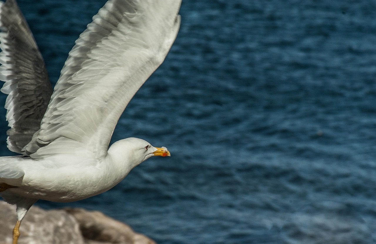 Seagull Wings - Free photo on Pixabay - Pixabay
