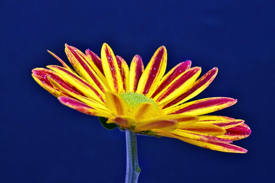 Margarite Multicoloured Summer - Free photo on Pixabay