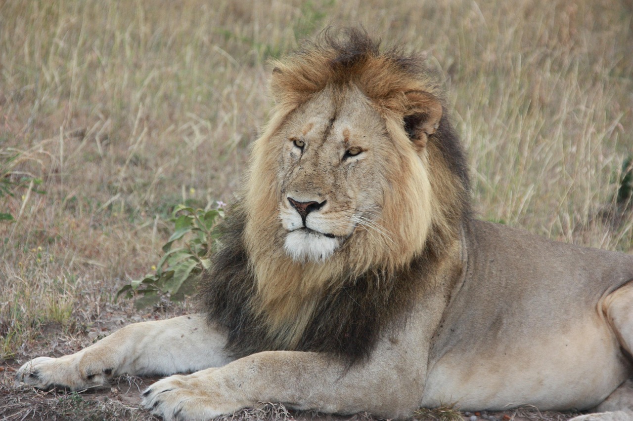 Lion Animal - Photo gratuite sur Pixabay - Pixabay