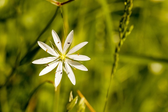 Bunga Runcing Padang Rumput Putih - Foto gratis di Pixabay - Pixabay