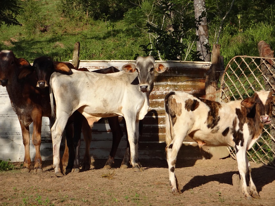 Cow Bebé - Foto gratis en Pixabay - Pixabay