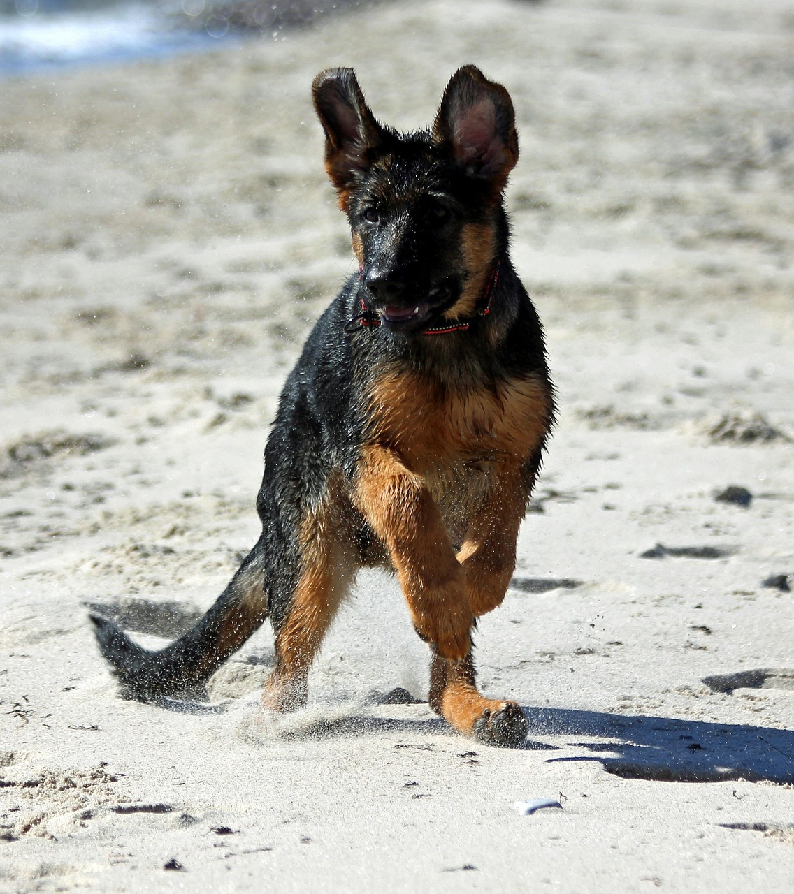 90,000+ Free German Beach & German Shepherd Photos - Pixabay