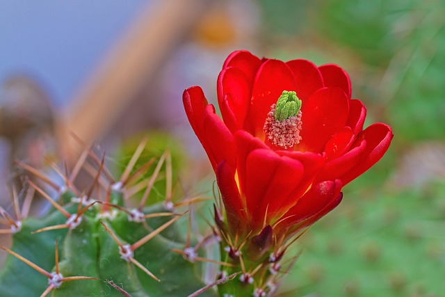 Flor Cacto Winterize - Foto gratuita no Pixabay