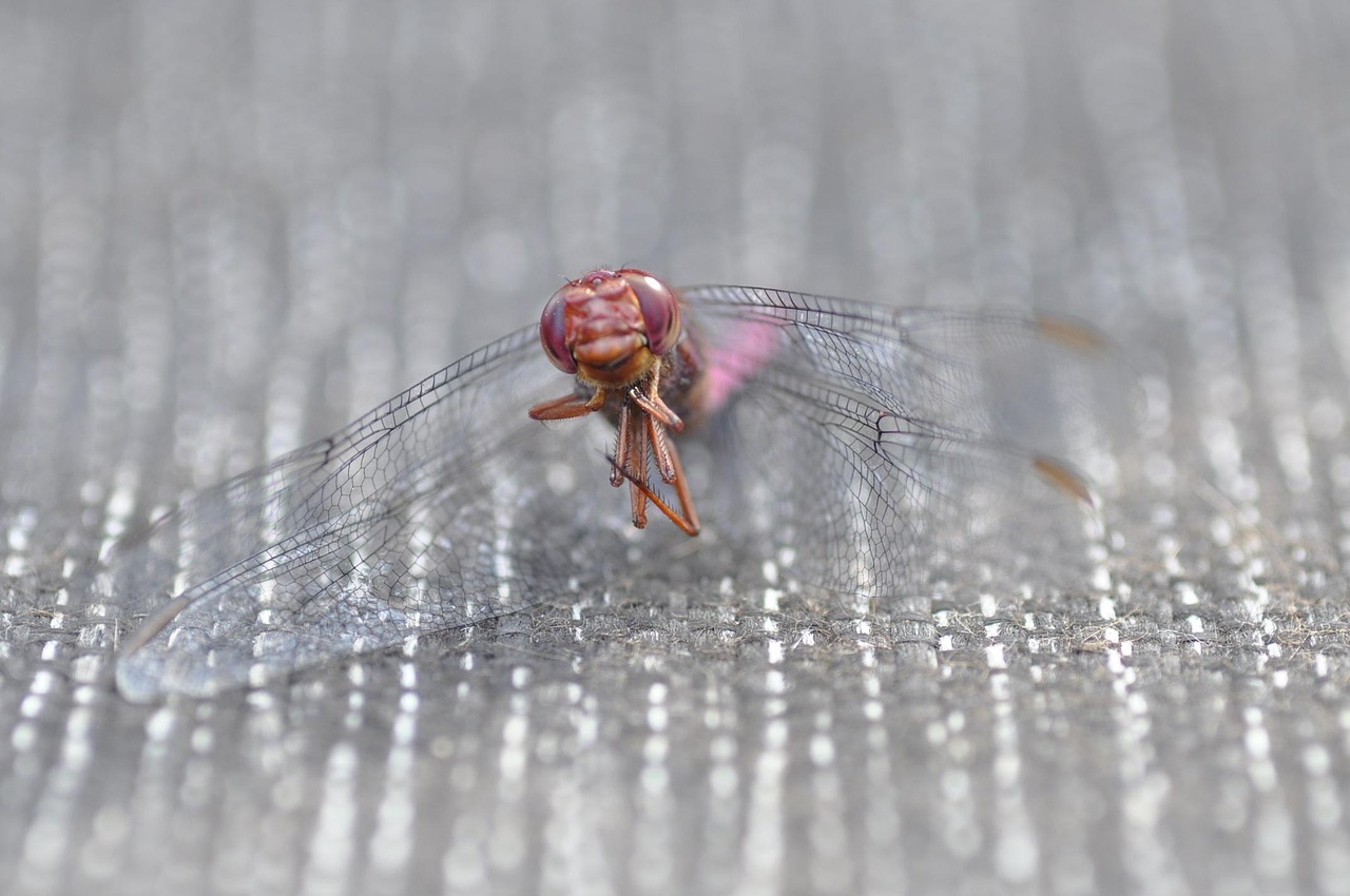 Libelle Insekt - Kostenloses Foto auf Pixabay - Pixabay