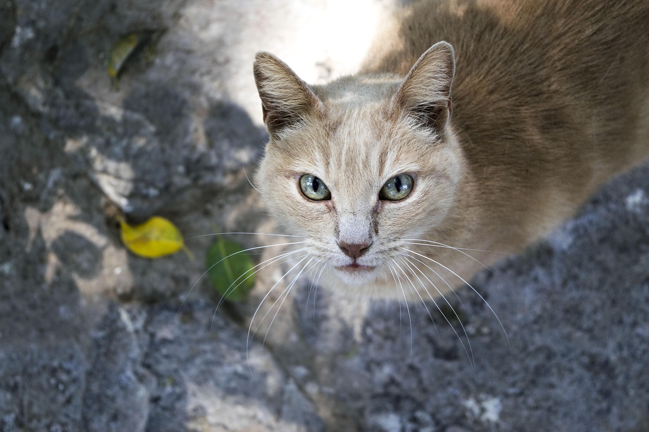 Cat Feline Mascot - Free photo on Pixabay - Pixabay