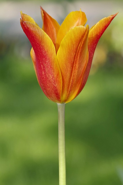 50,000+ Free Flowers Vertical & Nature Images - Pixabay
