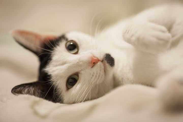 100+ kostenlose Tierbabys und Tier-Bilder - Pixabay