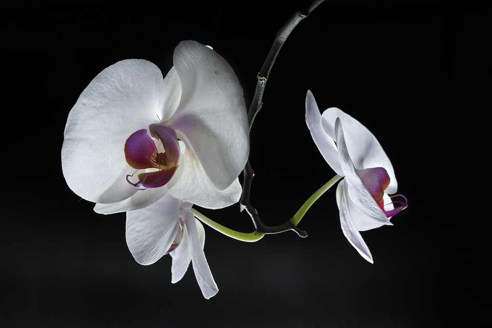 Orchidée Fleur Floral - Photo gratuite sur Pixabay - Pixabay