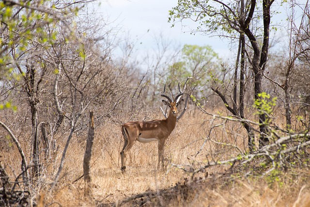 South Africa Forest - Free photo on Pixabay - Pixabay