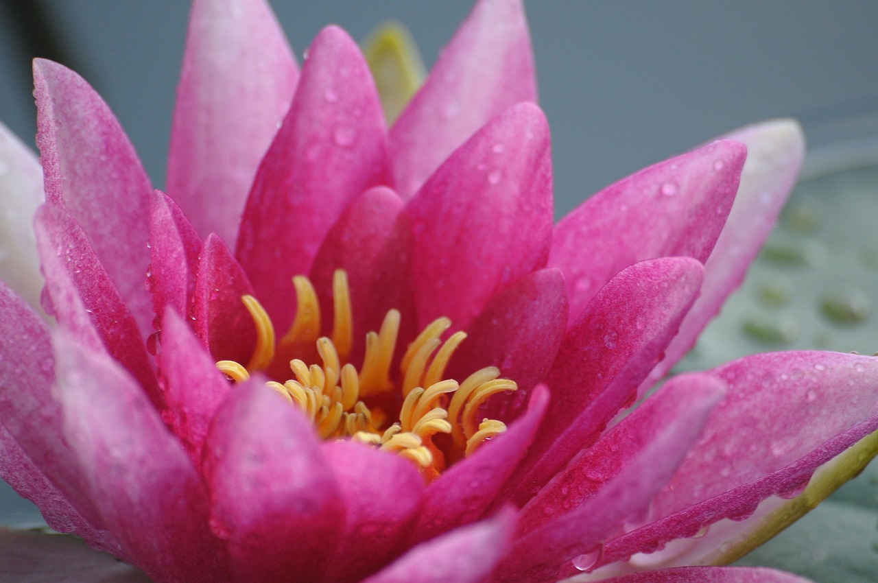 Teratai Bunga Danau Tanaman - Foto gratis di Pixabay - Pixabay