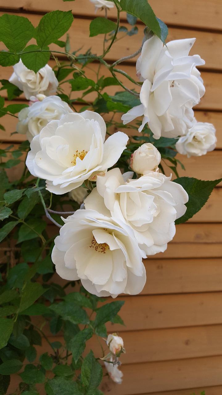 Rose Bush White Village · Free Photo On Pixabay