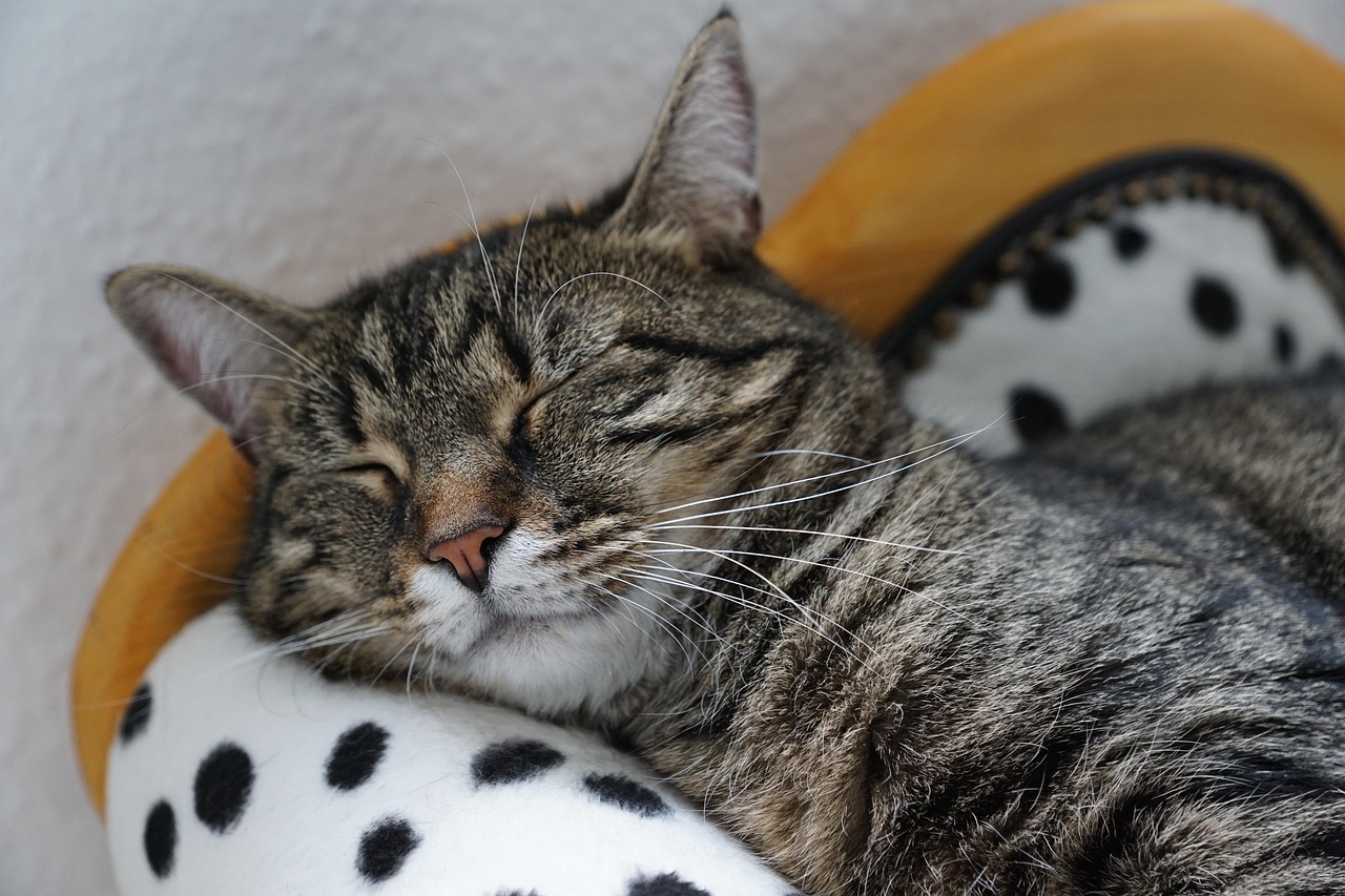 20,000+ Free Stress Cats & Cat Images - Pixabay