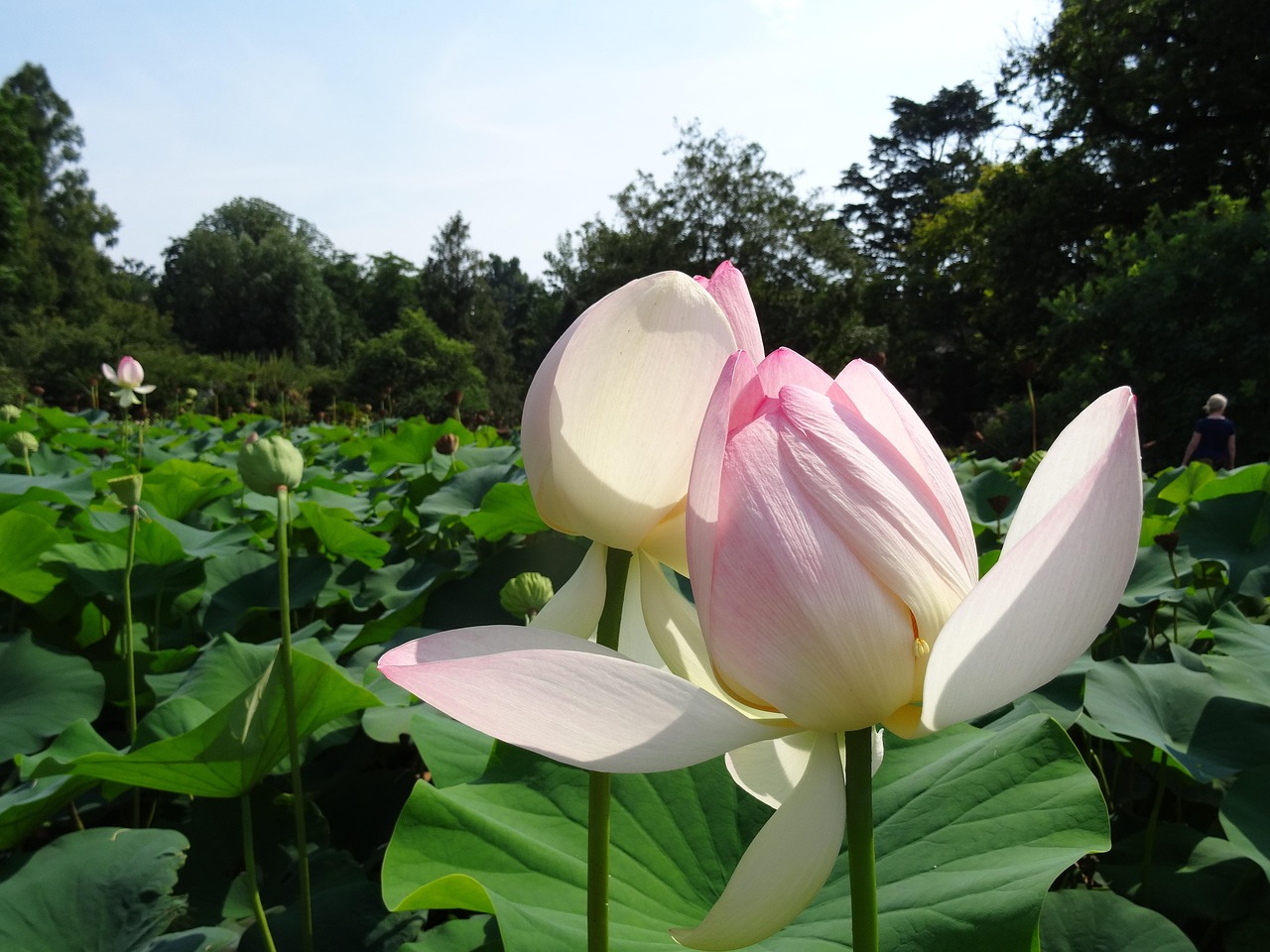 Lotus Water Lily Giant The - Free photo on Pixabay - Pixabay