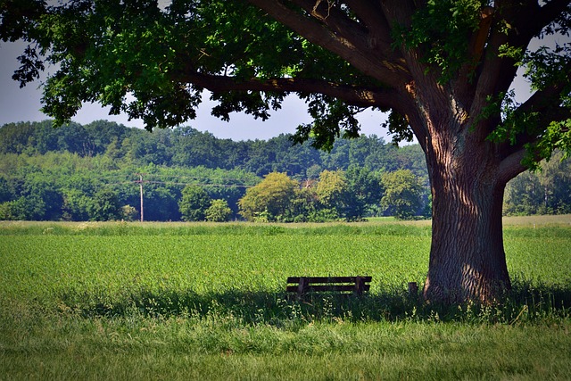Tree Oak Park Bench - Free photo on Pixabay - Pixabay