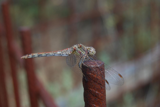 Libellule Insecte Volant La Nature - Photo gratuite sur Pixabay - Pixabay