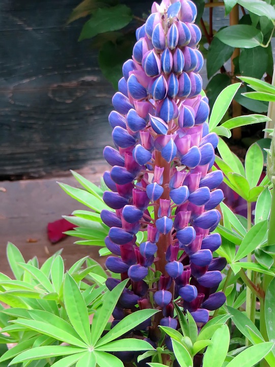 Lupin Lupinus Bunga Biru Tumbuhan - Foto gratis di Pixabay