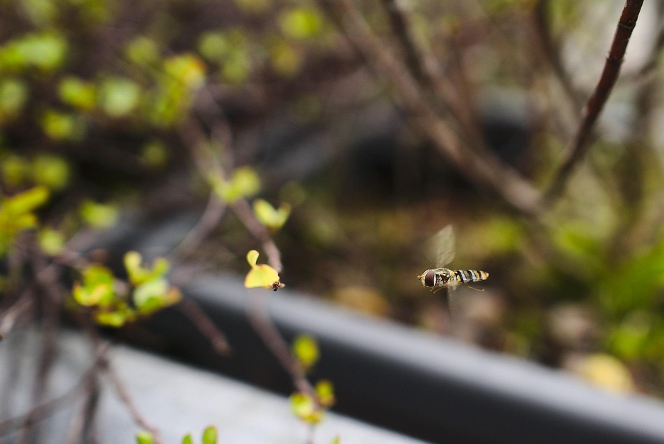 Hoverfly Insecte En Volant - Photo gratuite sur Pixabay - Pixabay