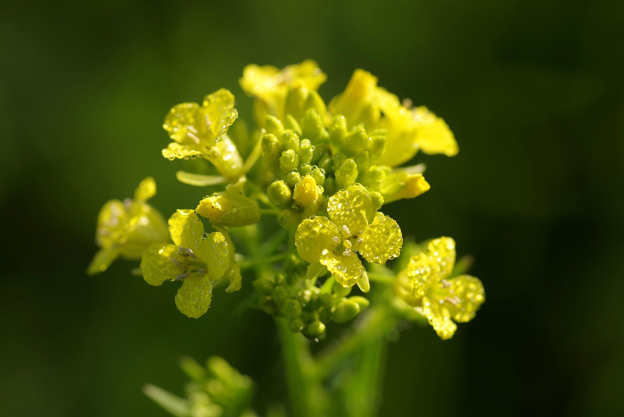 Rapeseed Flower Yellow - Free photo on Pixabay