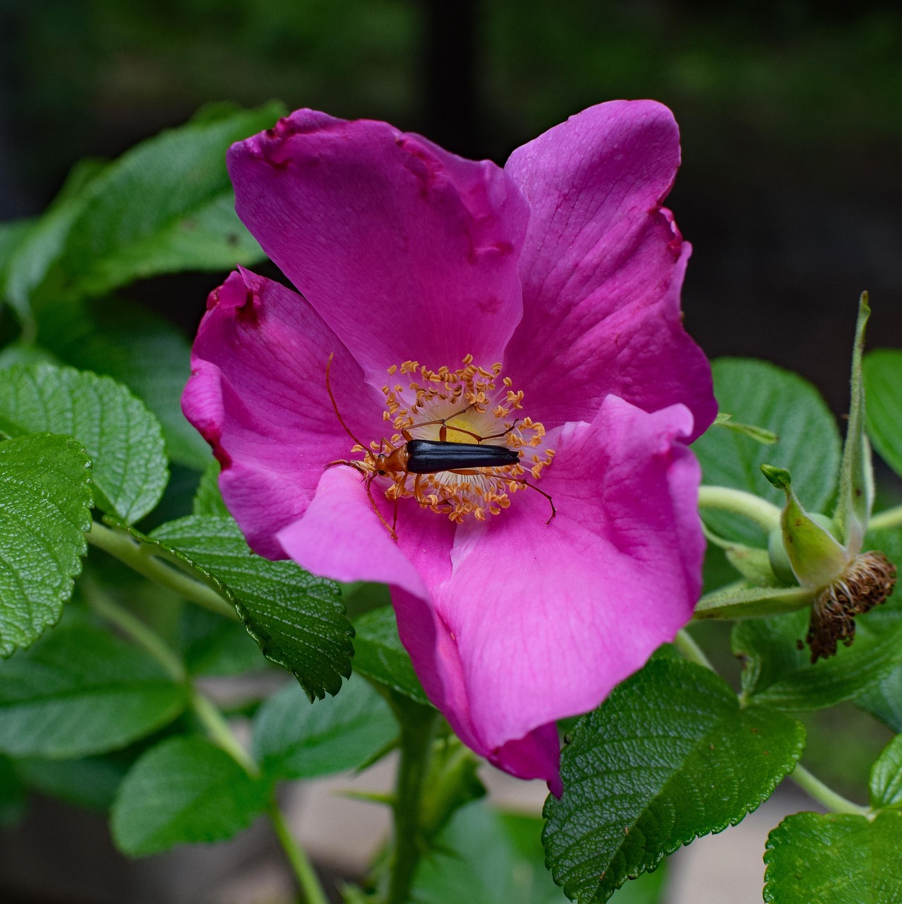 Red Fire Beetle And Spider In Rose - Free photo on Pixabay - Pixabay