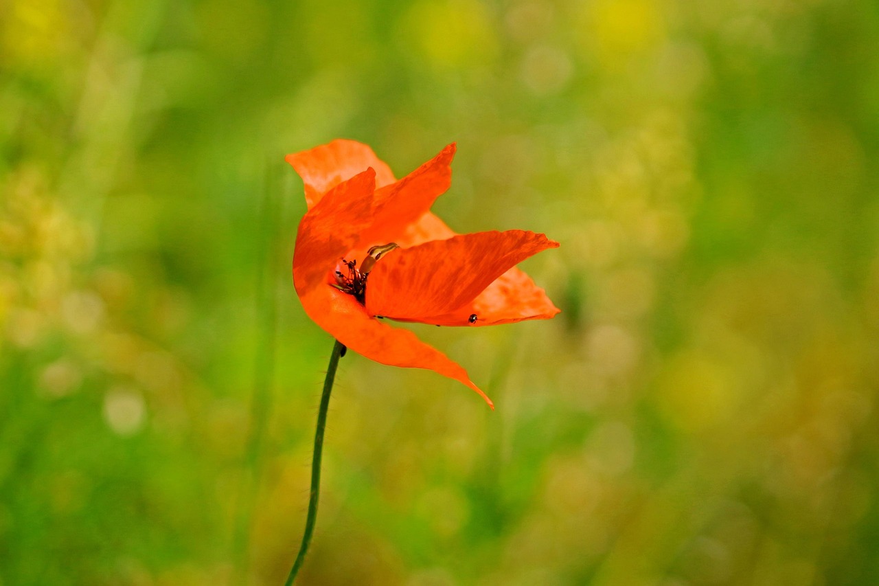 Le Printemps Prairie Fleur De - Photo gratuite sur Pixabay - Pixabay