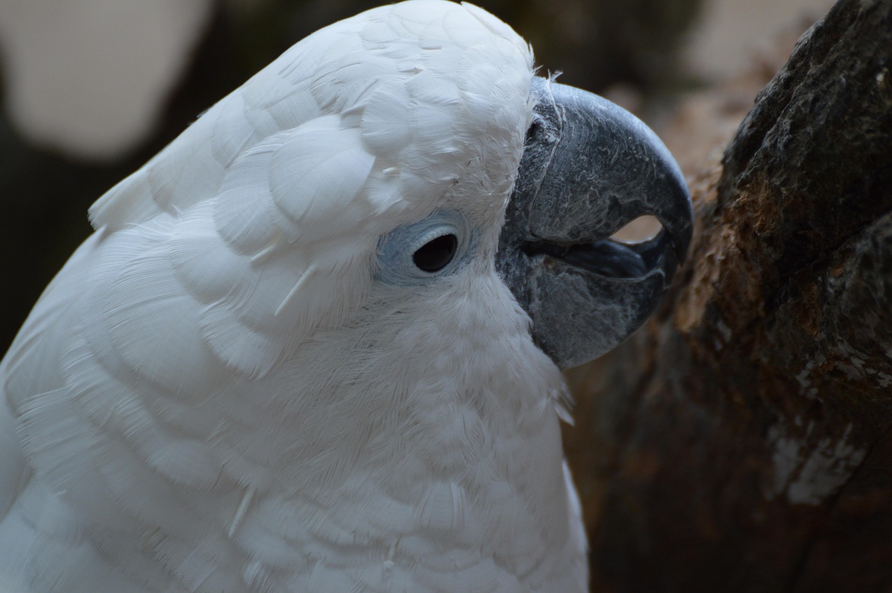Cockatoo Bird - Free photo on Pixabay - Pixabay