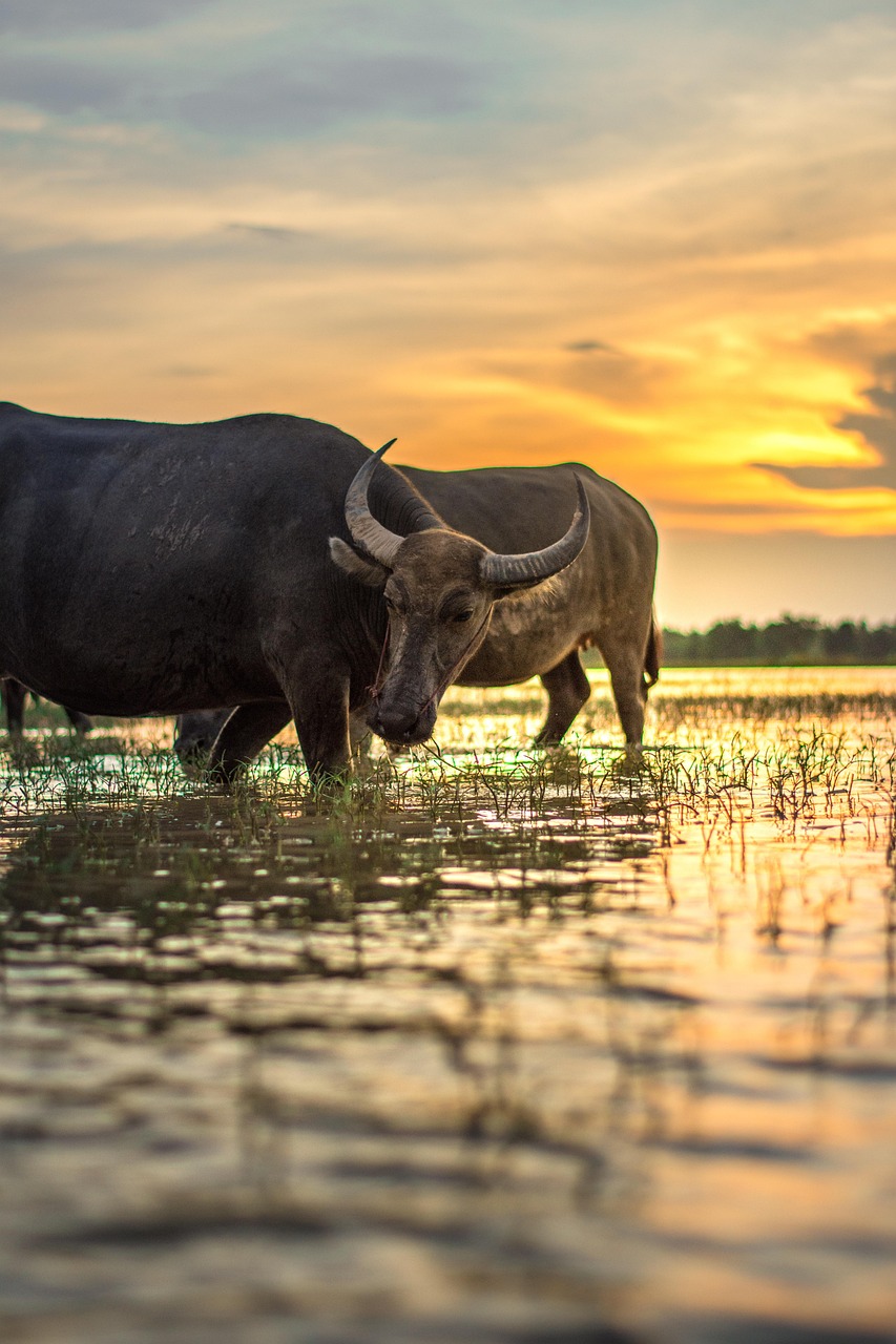 Buffalo Rustic Thai - Free photo on Pixabay