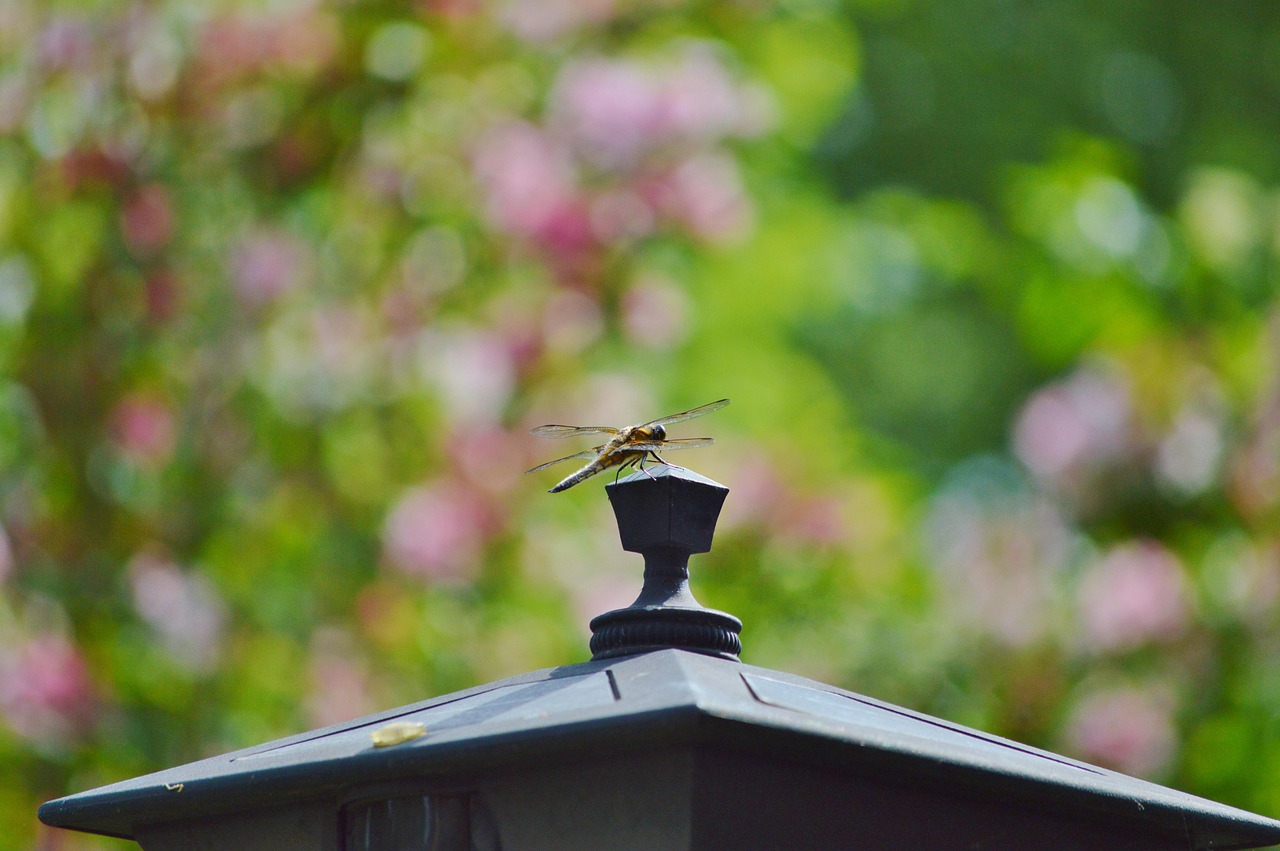 Libelle Insekt Flügel - Kostenloses Foto auf Pixabay - Pixabay