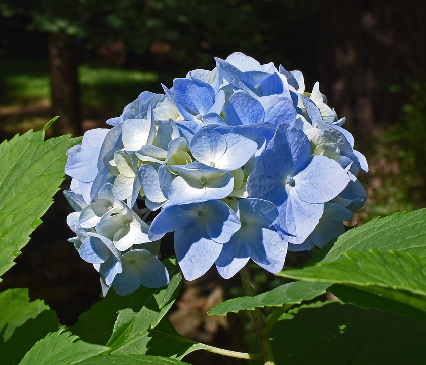 Bonito Azul Hortensia - Foto gratis en Pixabay