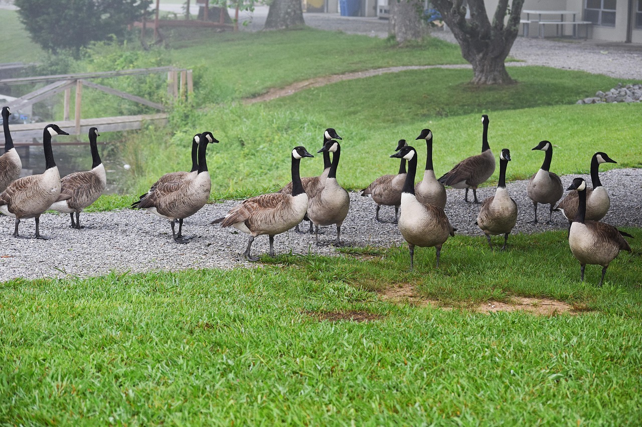 300+ Free Canada Geese & Geese Images - Pixabay