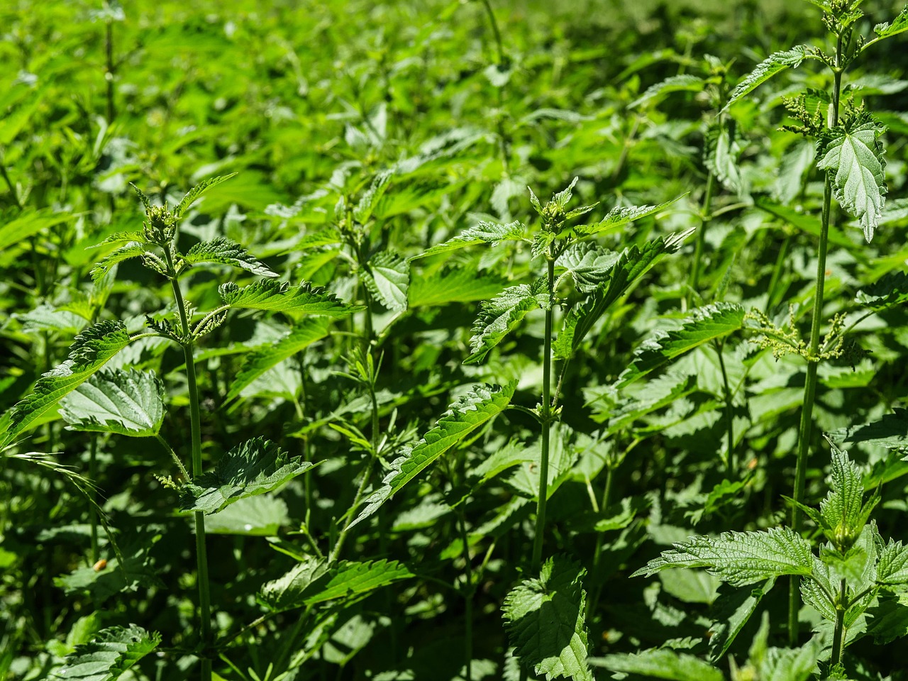 Stinging Nettles Wheals Swelling - Free photo on Pixabay - Pixabay
