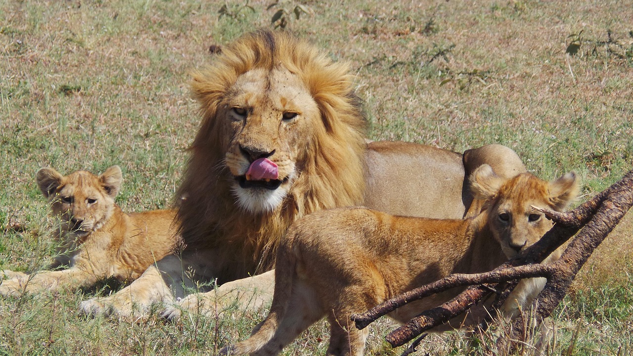 10,000+ Free Kids Lion & Lion Images - Pixabay