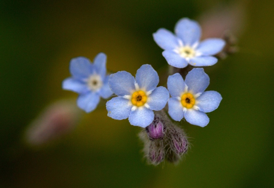 Bleuet Fleur Bleu - Photo gratuite sur Pixabay - Pixabay