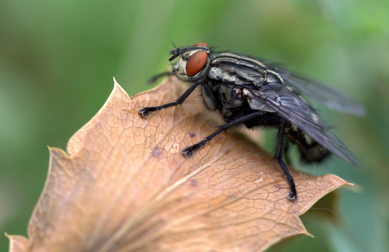Fly Leaf Macro - Free photo on Pixabay - Pixabay