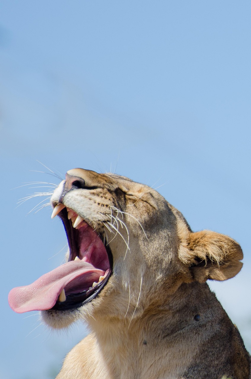 Lion Lionne Bleu Ciel - Photo gratuite sur Pixabay - Pixabay