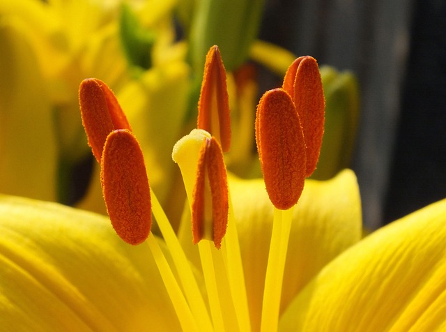 Flores Amarillas Amarillo - Foto gratis en Pixabay - Pixabay