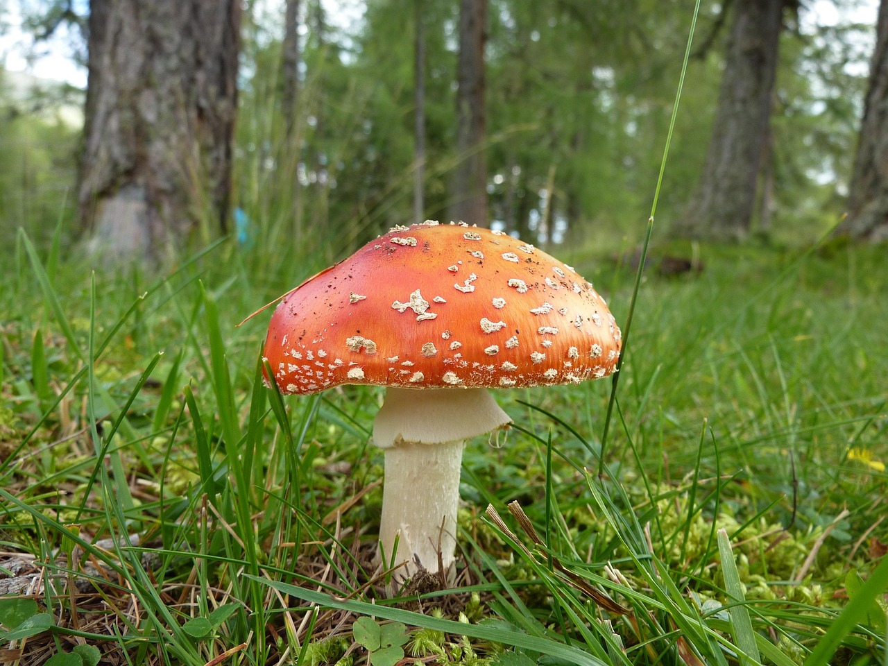 Champignon Forêt - Photo gratuite sur Pixabay - Pixabay