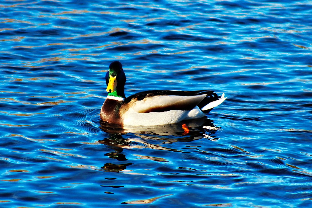 Pato Real Agua - Foto gratis en Pixabay - Pixabay