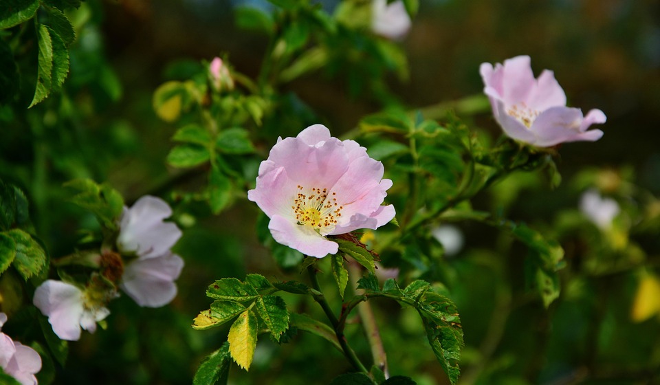 Heckenrosen Hundsrose Strauch - Kostenloses Foto auf Pixabay - Pixabay